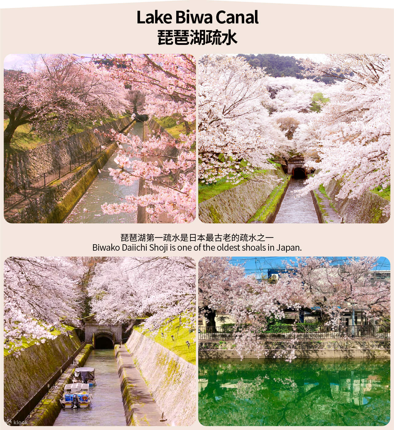 [Sakura Season Limited to Kansai Shiga Cherry Blossom Viewing] Miho ...